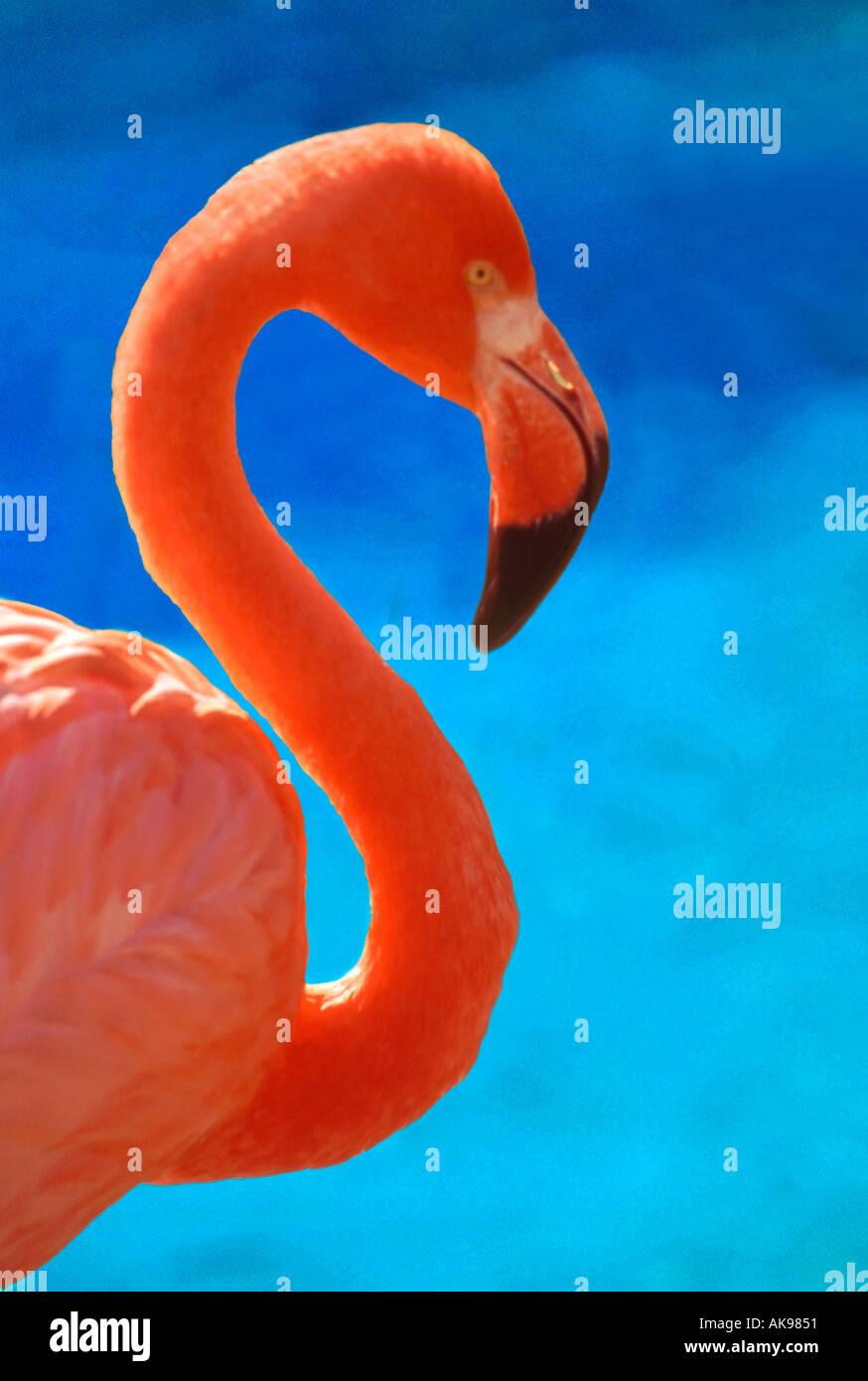 One Pink flamingo standing Stock Photo - Alamy
