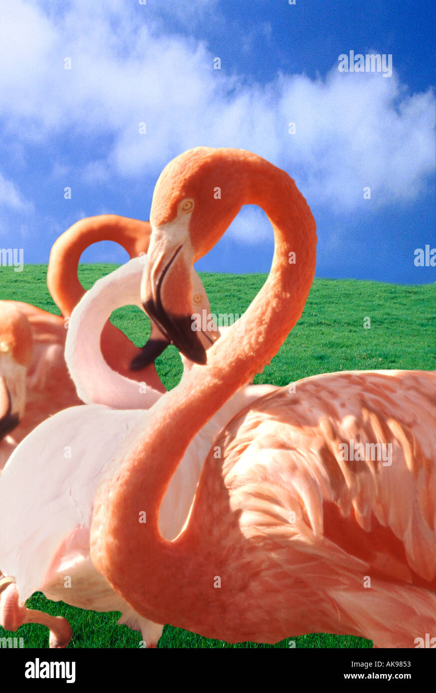 Group of three elegant flamingos hi-res stock photography and images ...