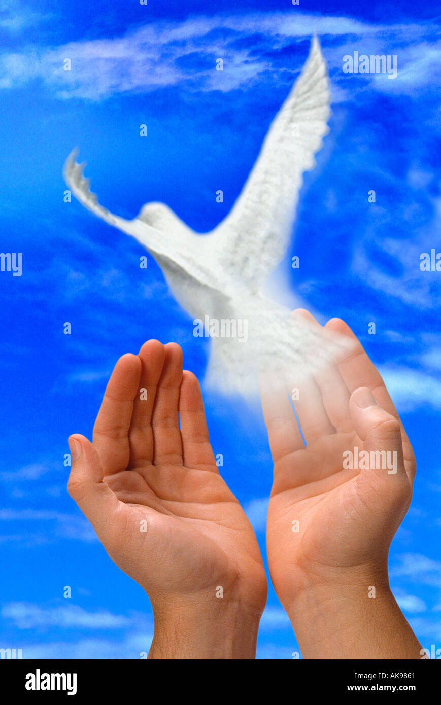 White dove released from pair of hands Stock Photo - Alamy