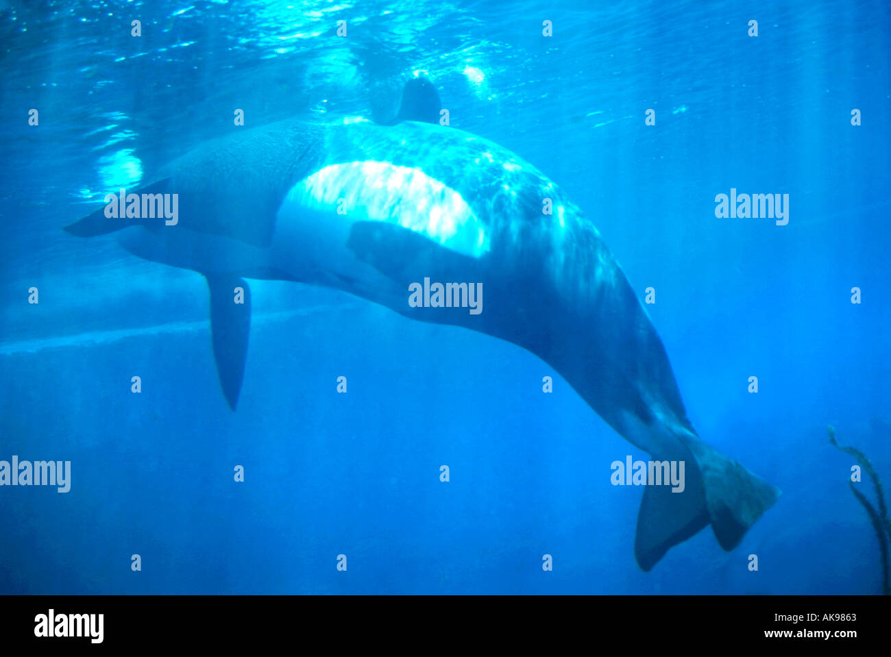 Free Willy The Whale