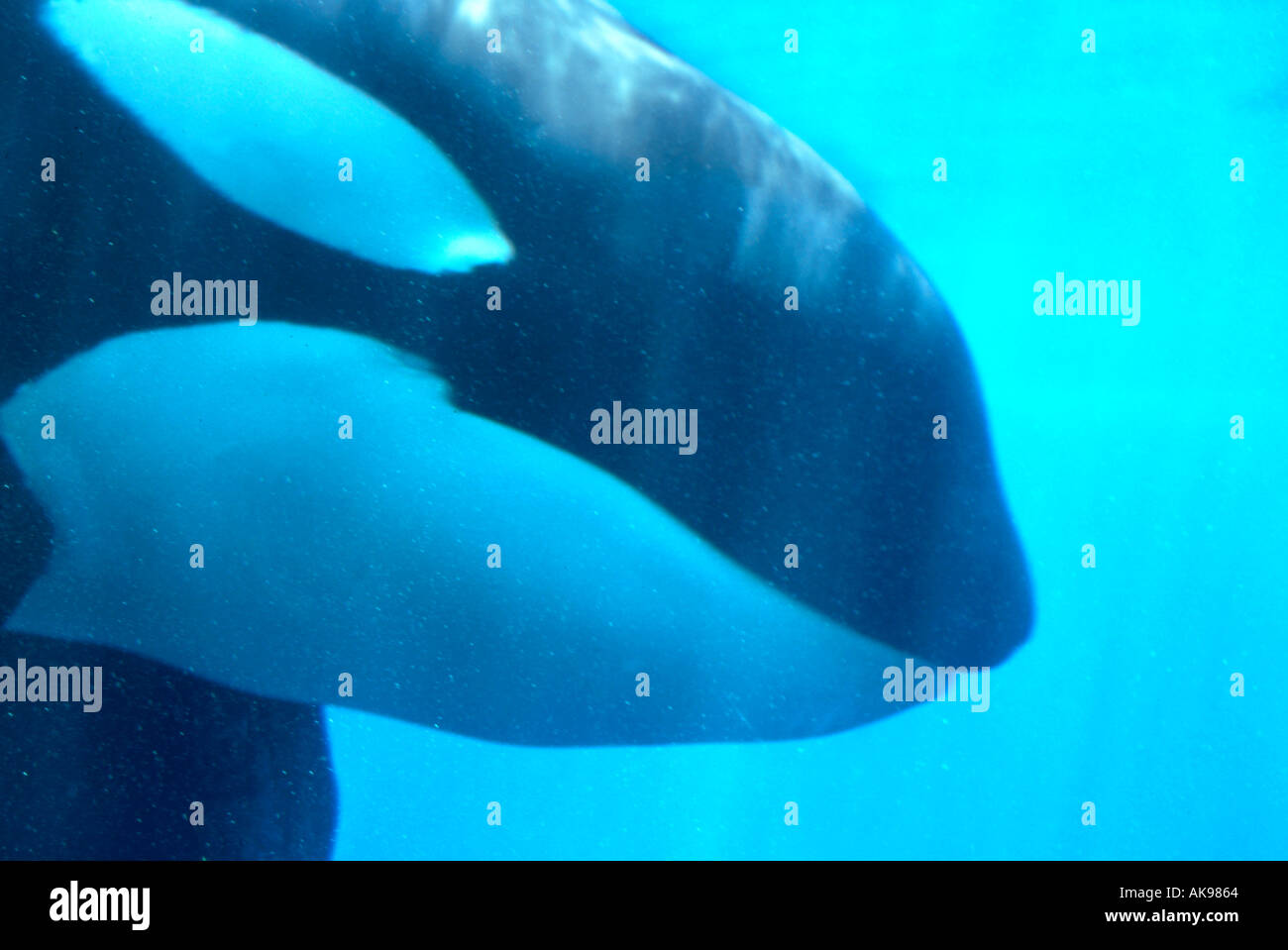 Free willy hi-res stock photography and images - Alamy