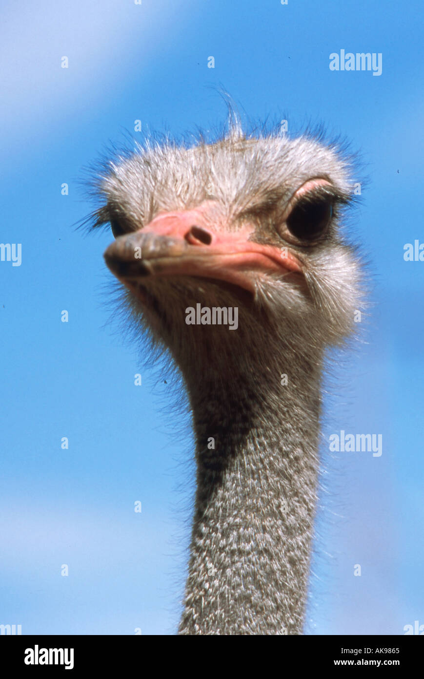 Ostrich head neck Stock Photo - Alamy