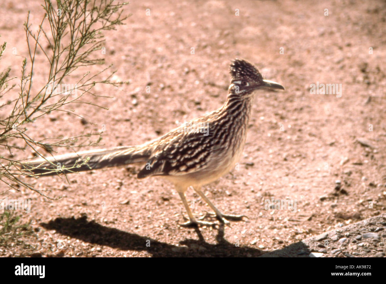 Profile of road runner in desert Stock Photo - Alamy