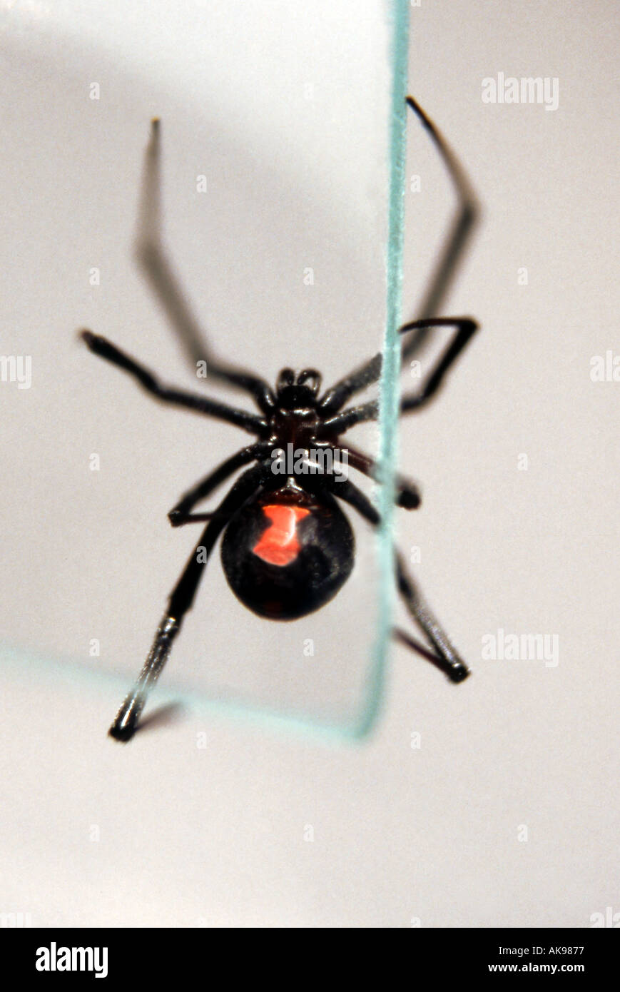 Black Widow Spider with red hourglass on stomach climbing glass Stock ...
