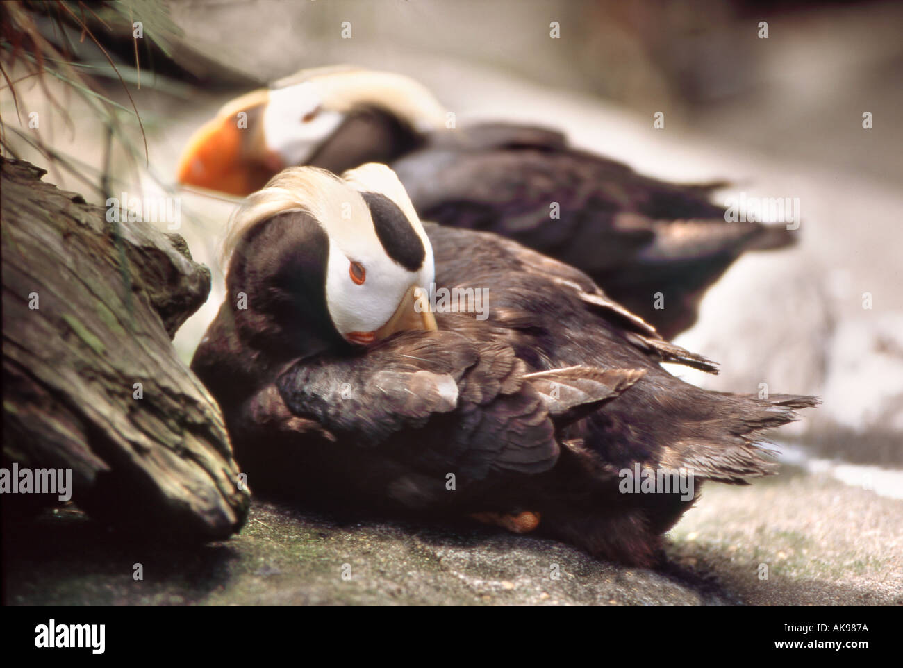 Puffin sleeping hi-res stock photography and images - Alamy