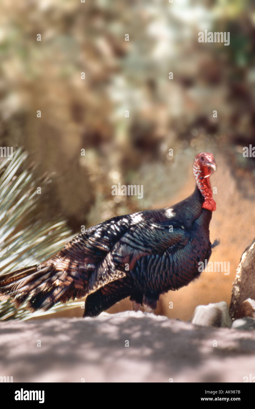 Turkeys environment hi-res stock photography and images - Alamy