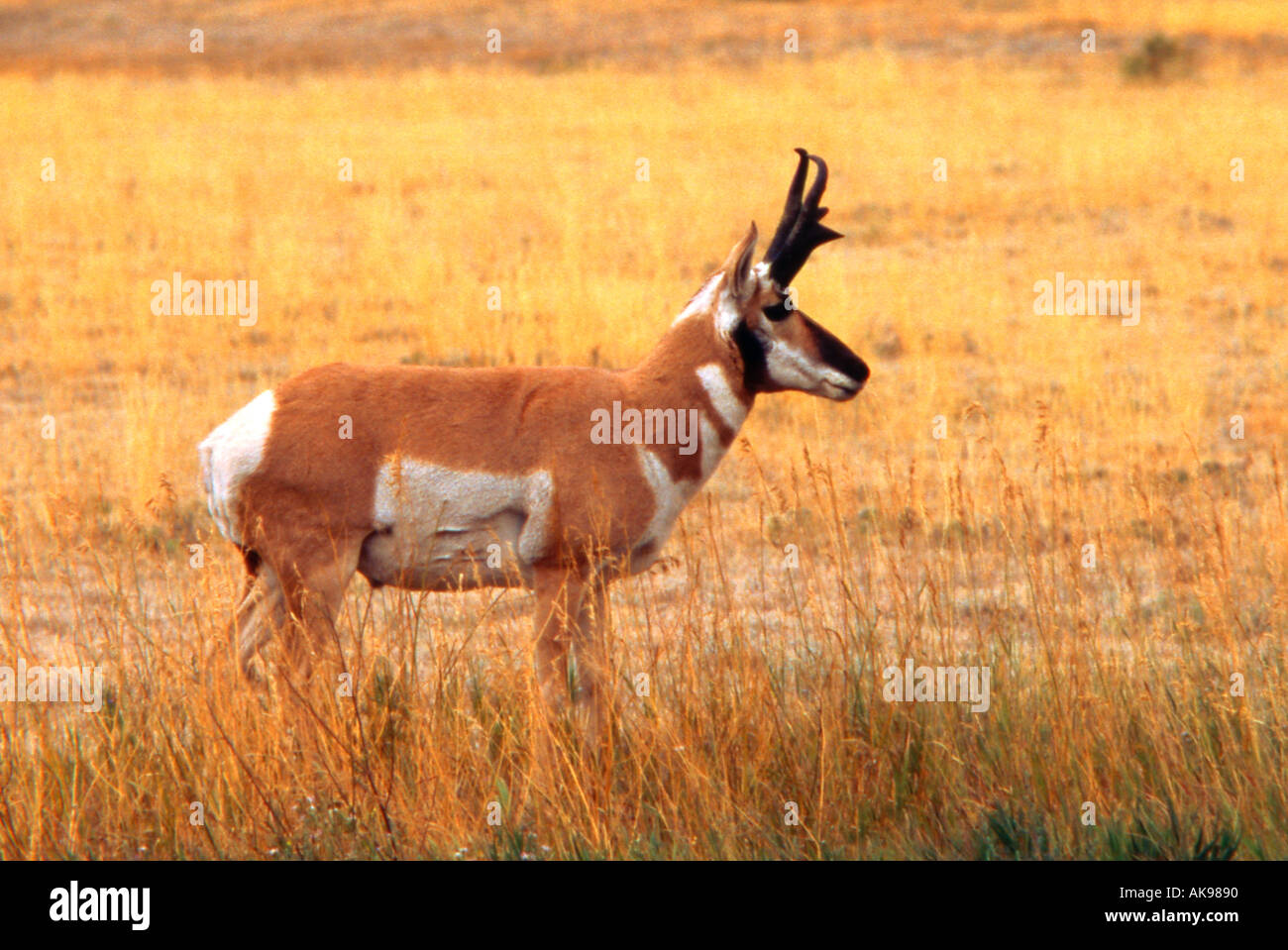 Pronghorn antelope buck Stock Photo - Alamy