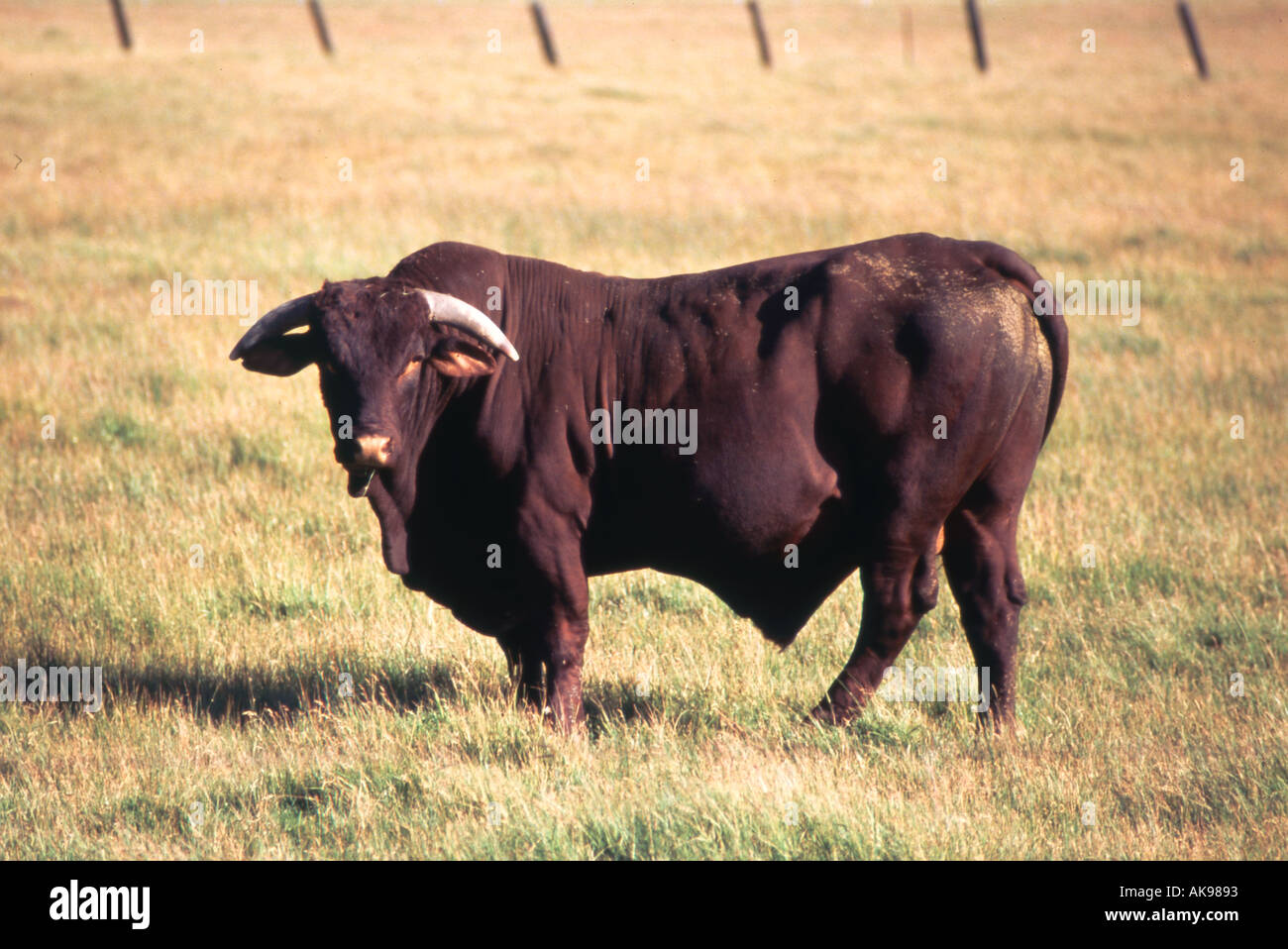 Steer standing hi-res stock photography and images - Alamy