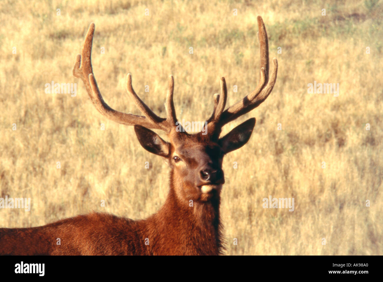 Elk in profile hi-res stock photography and images - Alamy