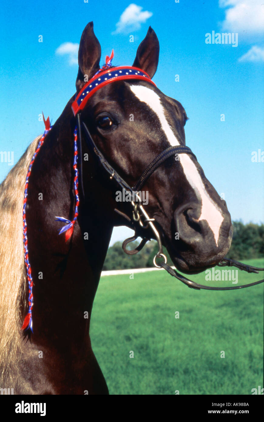 Tennesse Walker High Resolution Stock Photography and Images - Alamy