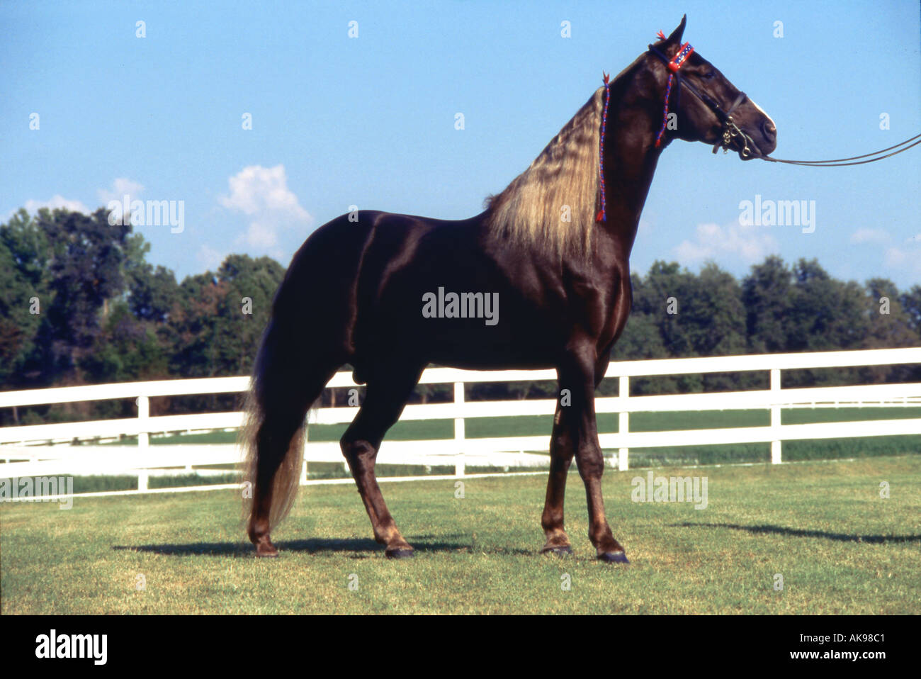 Tennessee walker horse hi-res stock photography and images - Alamy