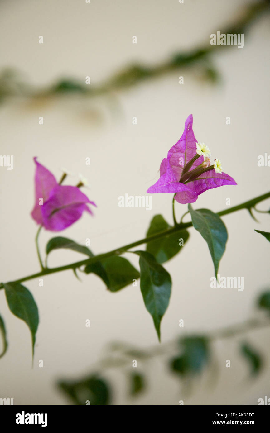 Tropical flowers gardens hi-res stock photography and images - Alamy