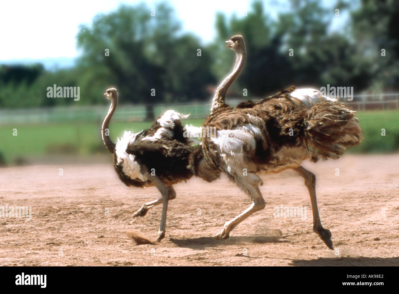 Ostriches running hi-res stock photography and images - Alamy