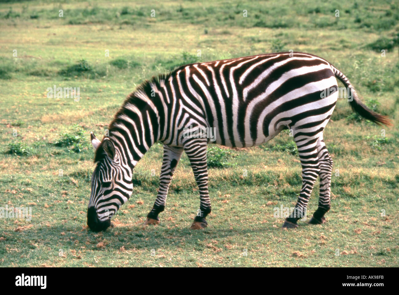 One Zebra grazing on grassland Stock Photo - Alamy