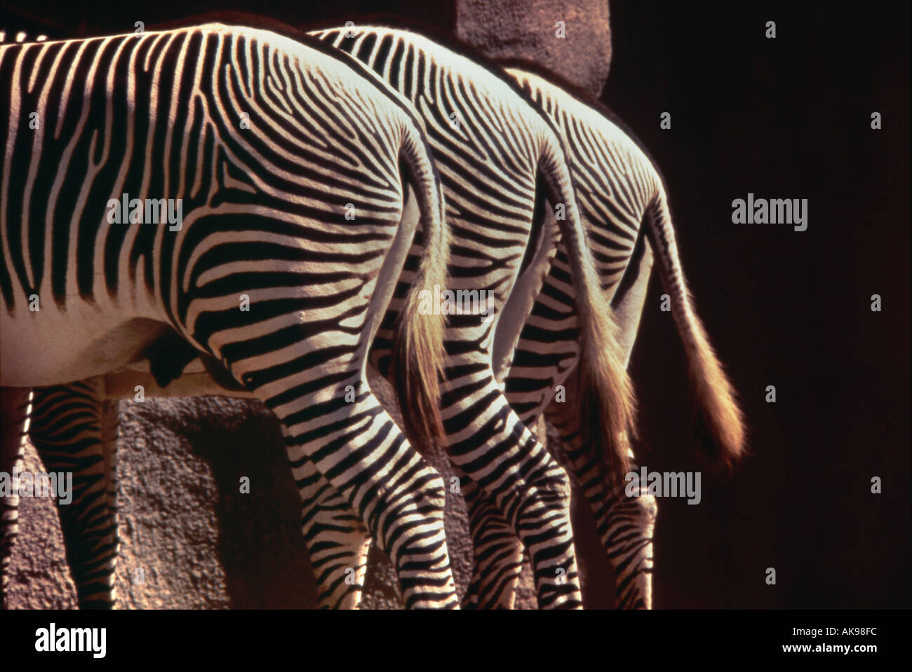Side view of three zebra rear ends and tails standing Stock Photo - Alamy