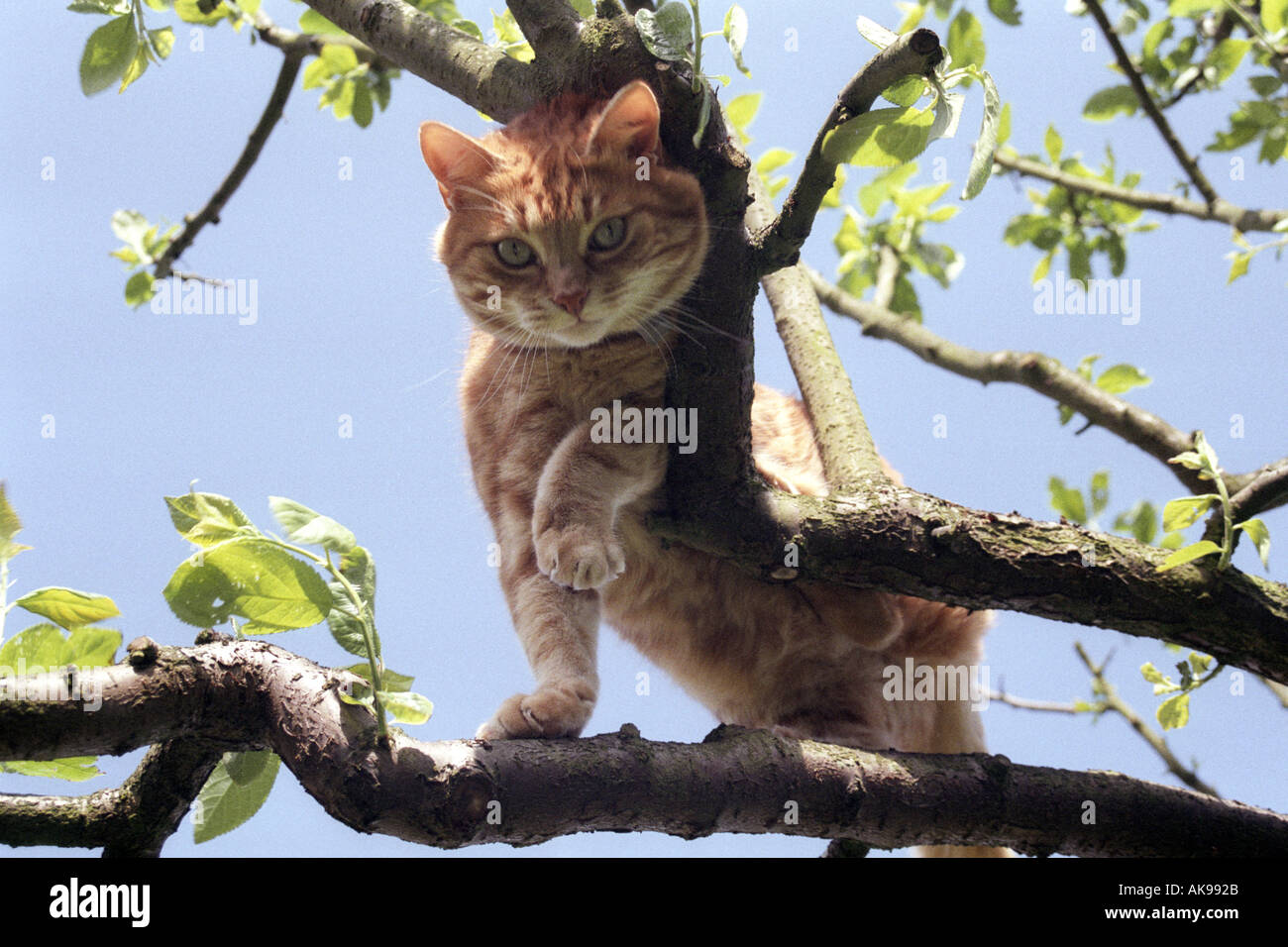 Ginger cat in budding tree in spring Stock Photo - Alamy