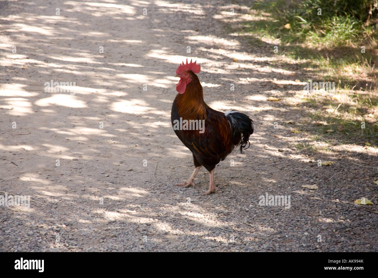 Cockerel hi-res stock photography and images - Alamy