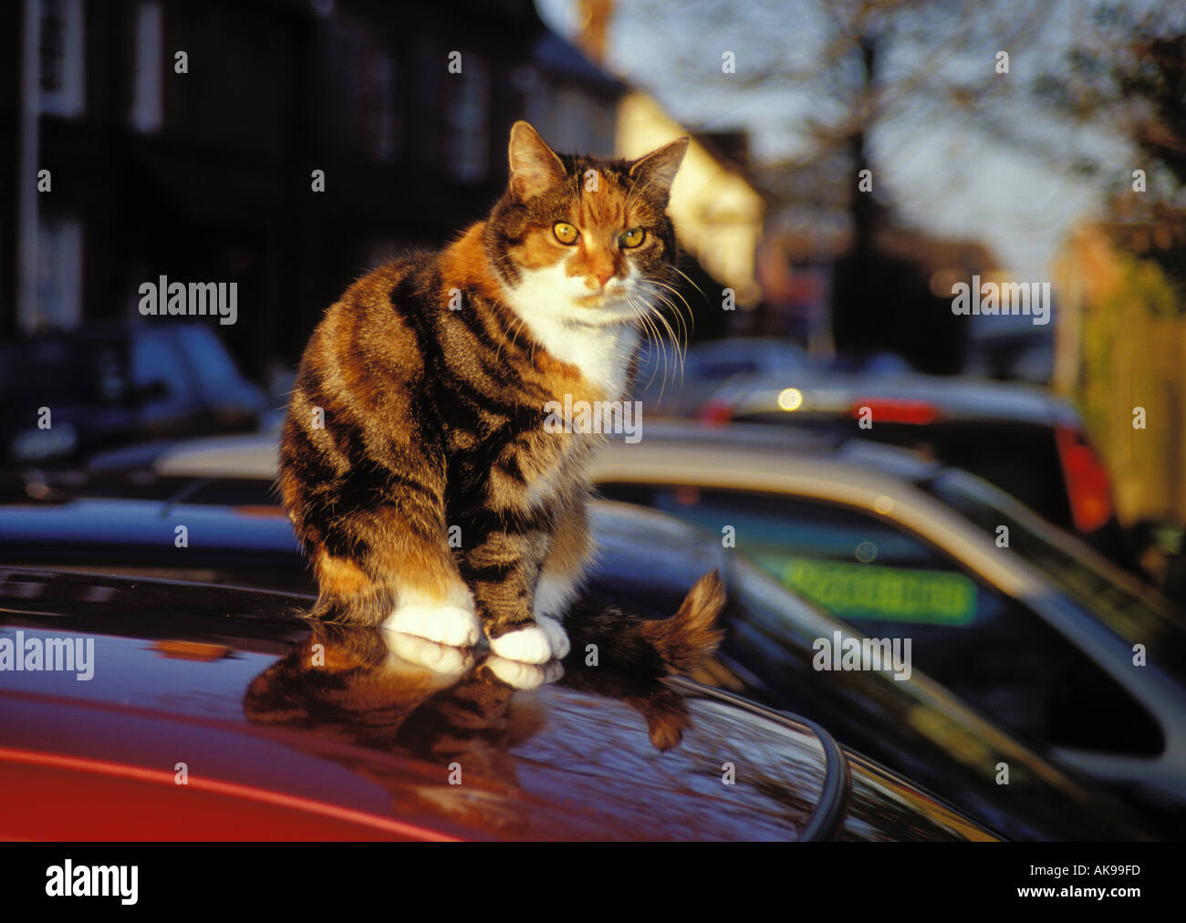 Tomcat sitting on a red car in Twyford village, England Stock Photo - Alamy