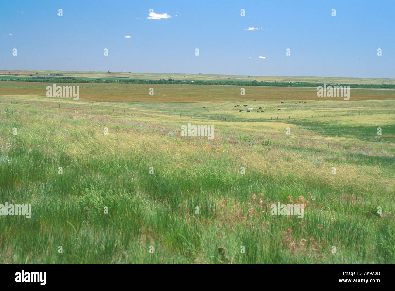 Grasslands near Ogallala Nebraska with cattle grazing in the distance ...