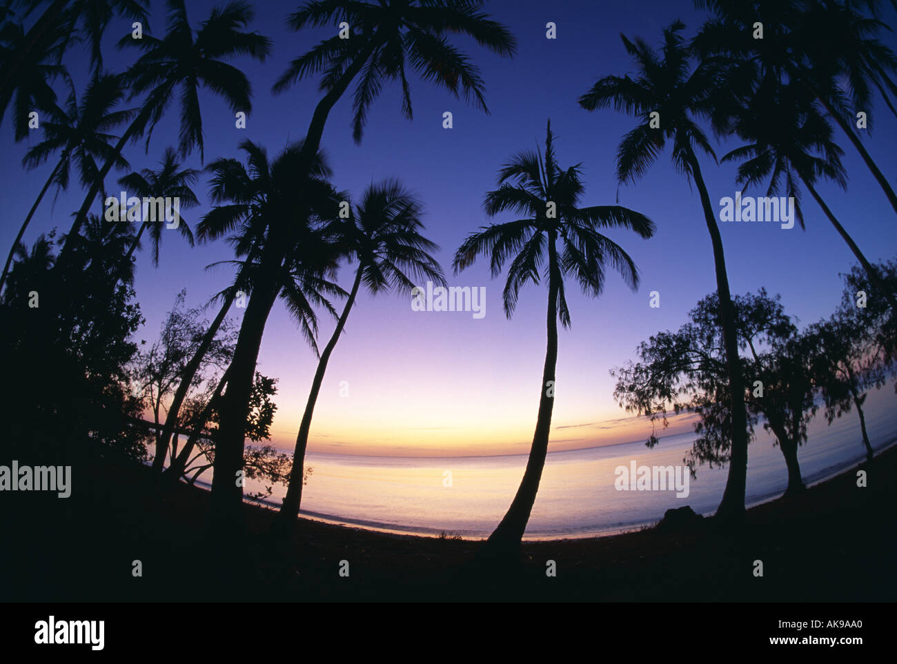 Palm trees in sunset Stock Photo - Alamy