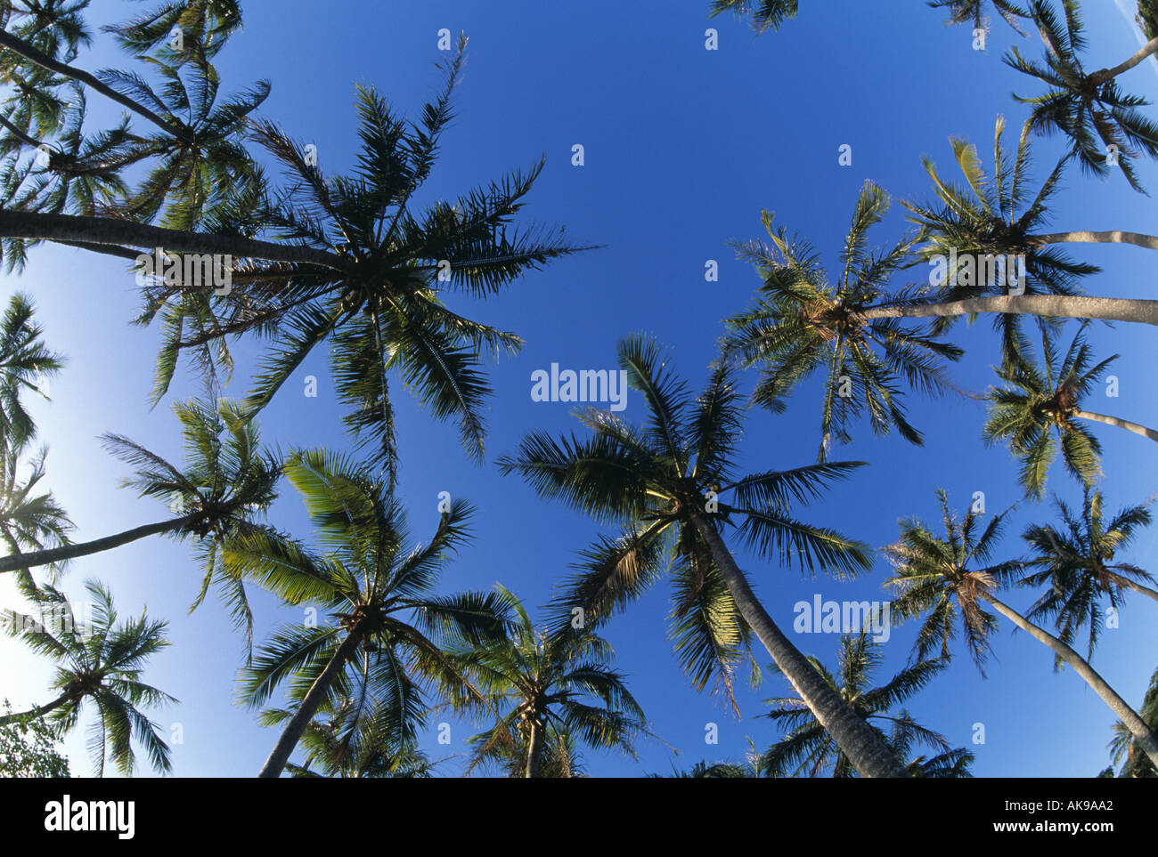 Palm trees island Stock Photo - Alamy