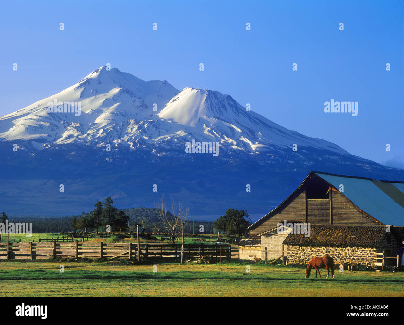 A horse grazes in front of a barn at the base of Mount Shasta ...