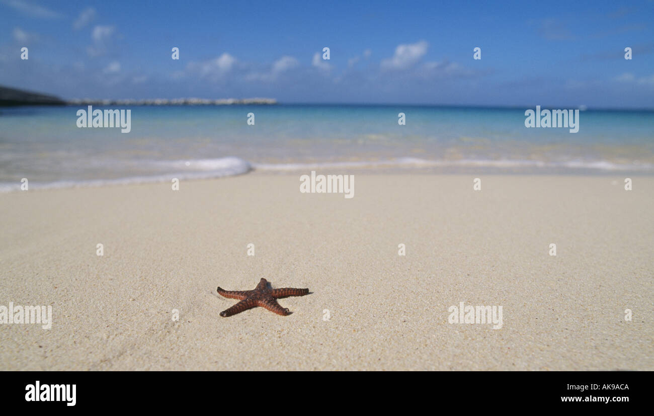 Starfish japan hi-res stock photography and images - Alamy