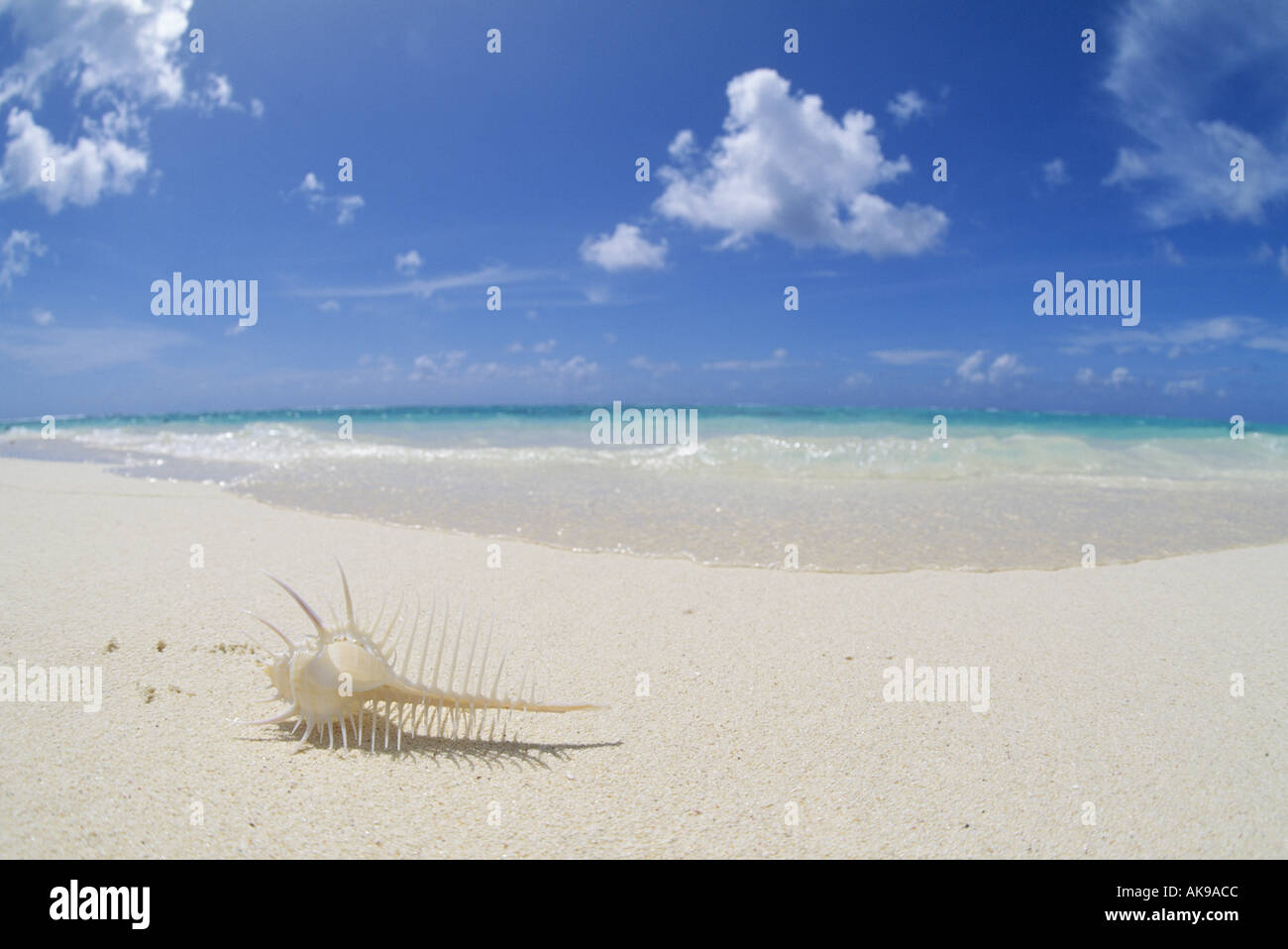 Shell on the beach Stock Photo - Alamy