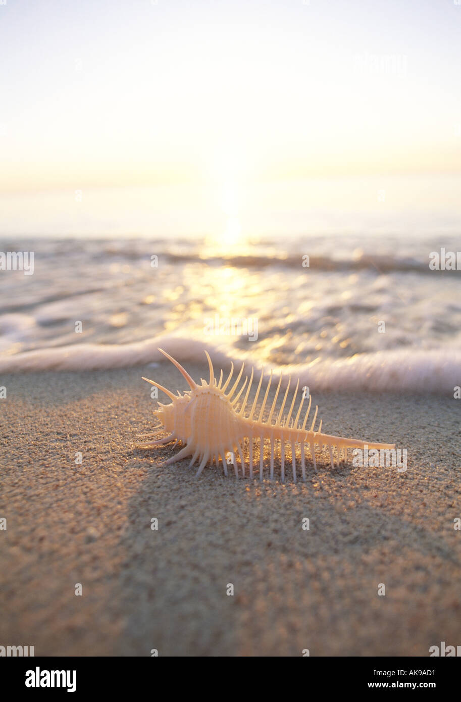 Shell on the sunset beach Stock Photo - Alamy