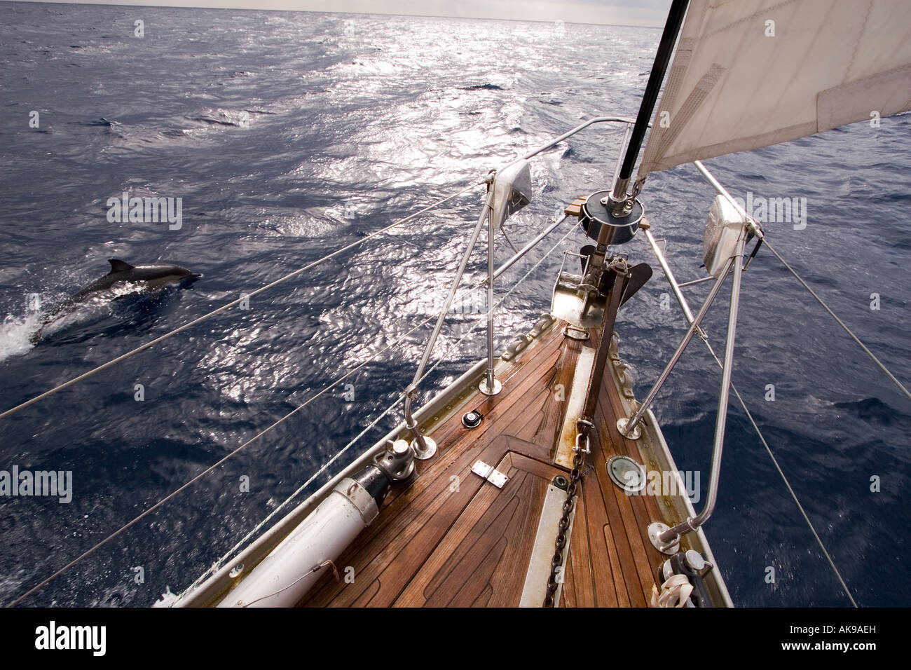 dolphins play at the bow of a sailing yacht Stock Photo - Alamy