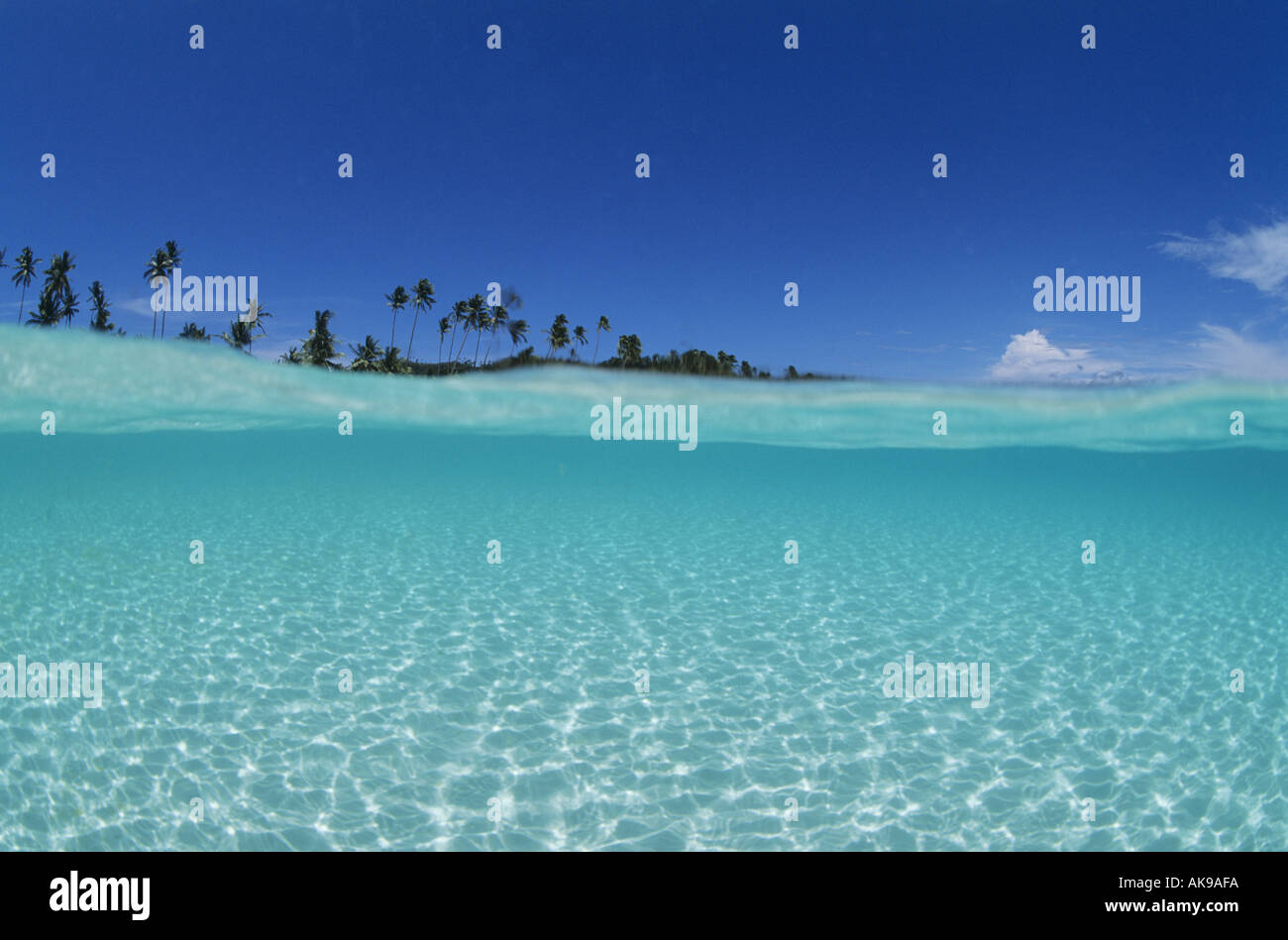Underwater palm trees tropical island Stock Photo - Alamy