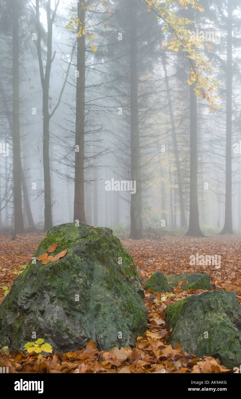 Stone formation in a pine forest Stock Photo - Alamy
