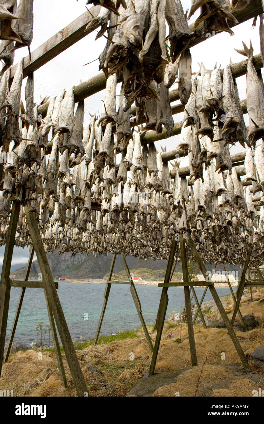 Stockfish drying near Henningsvaer in the Lofoten Islands, Arctic ...