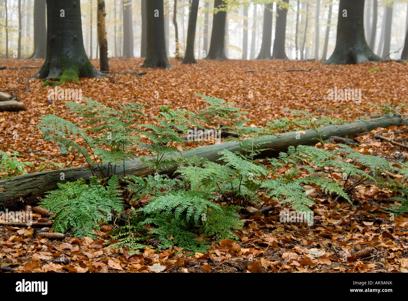 Fern plants in a pine forest Stock Photo - Alamy