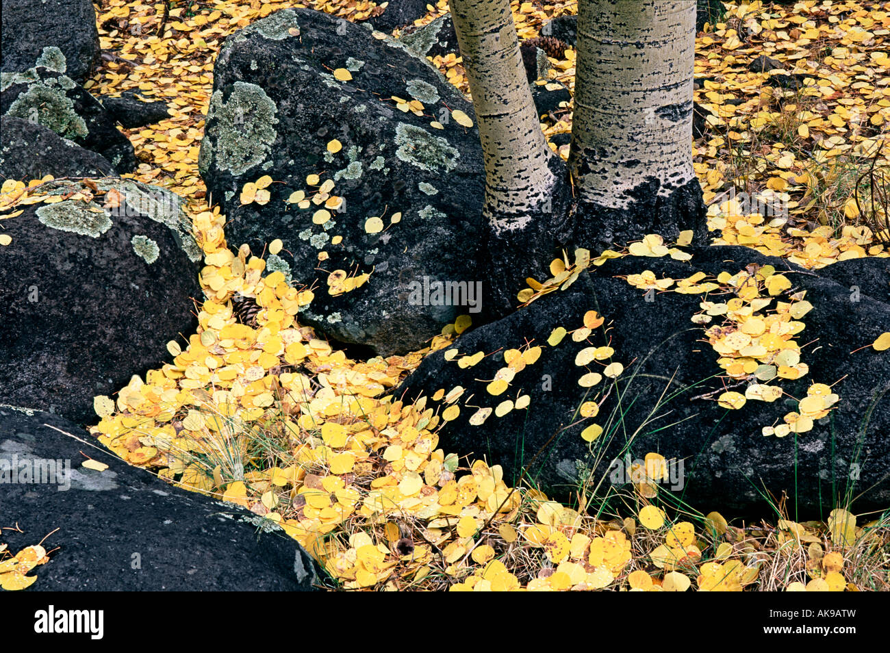 Golden autumn aspen leaves cover the forest floor and volcanic rocks ...