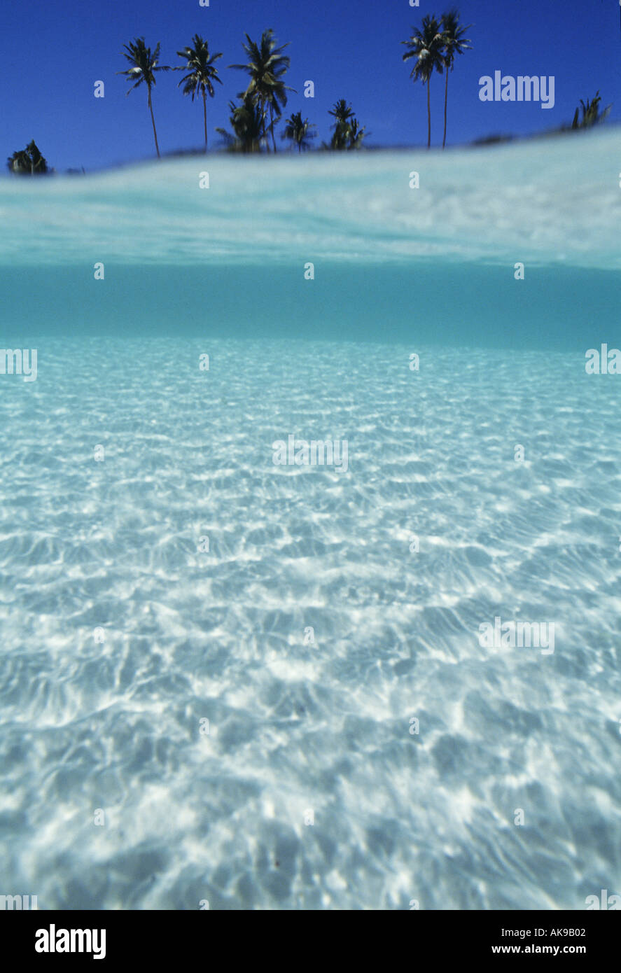 Underwater palm trees Stock Photo - Alamy