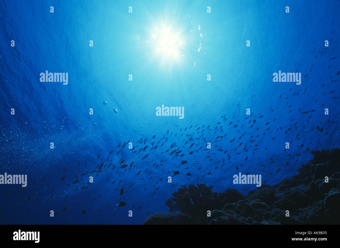 Underwater fish sun Stock Photo - Alamy