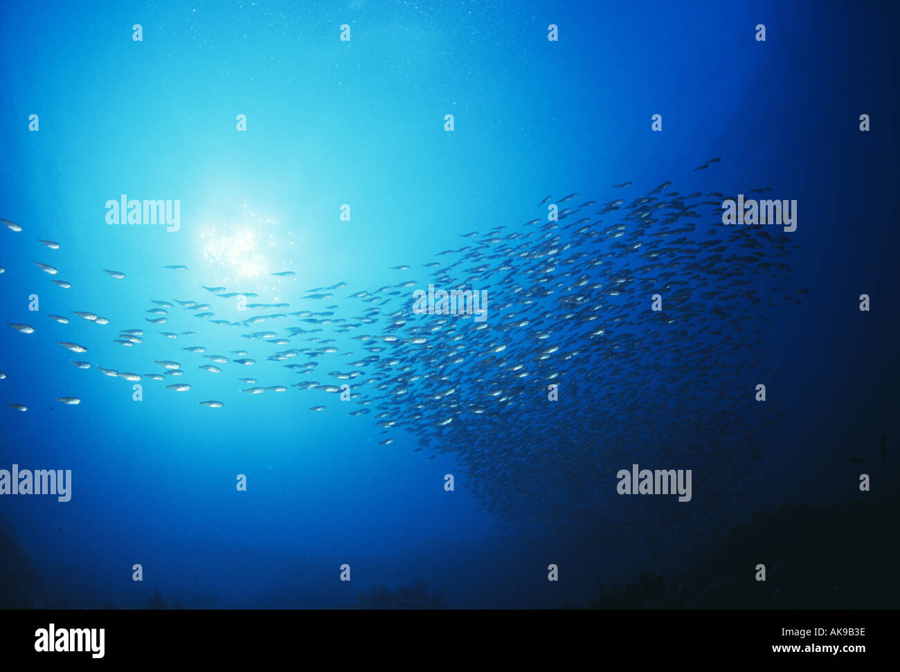 Indian littleperch hi-res stock photography and images - Alamy