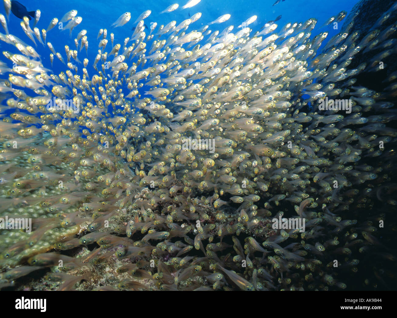 Slender sweeper in school Stock Photo - Alamy