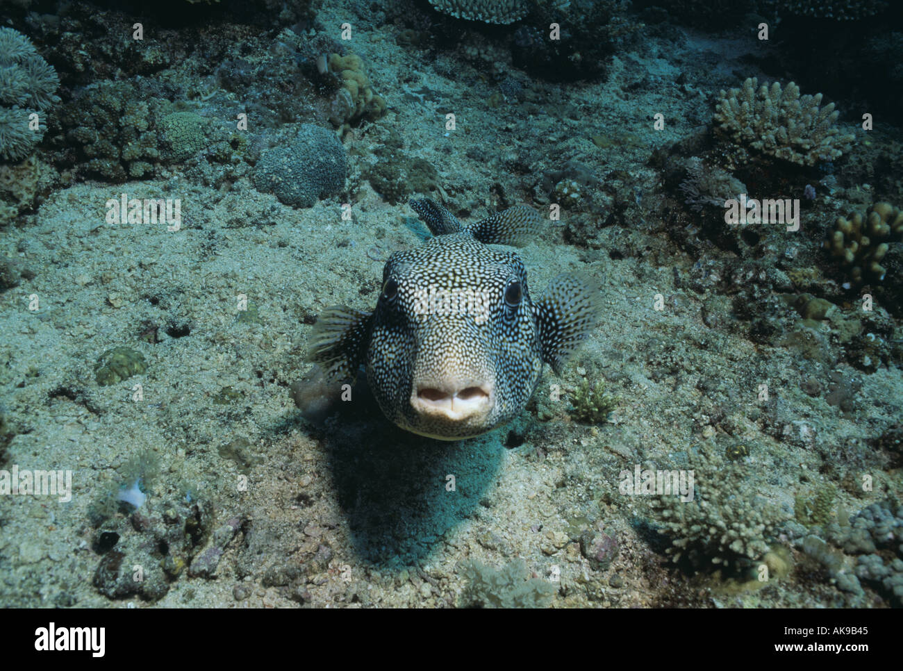 Puff fish Arothron stellatus Stock Photo - Alamy