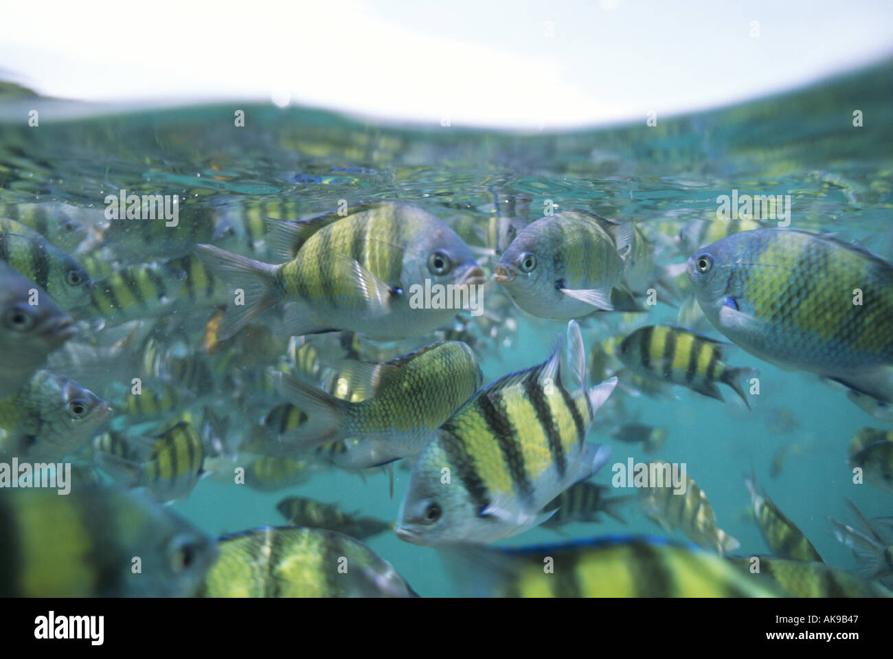 Tropical fish in school Stock Photo - Alamy
