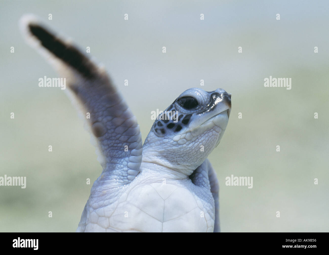 A baby green turtle Stock Photo - Alamy