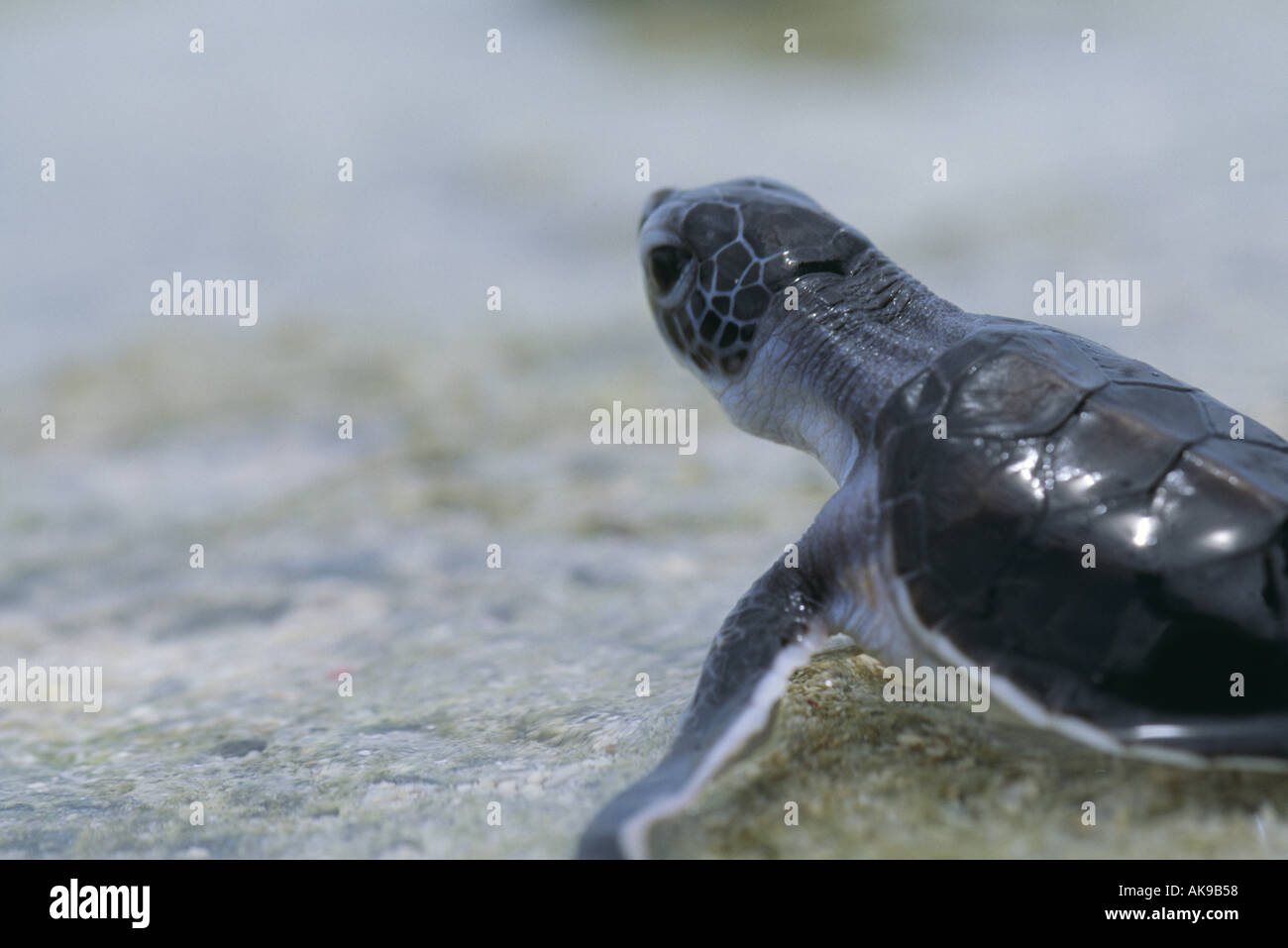 A baby green turtle Stock Photo - Alamy