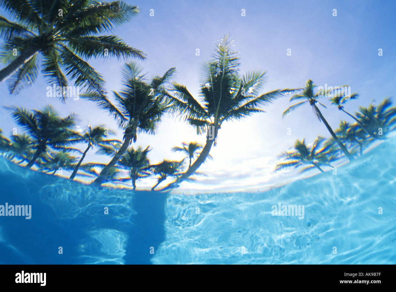 Underwater in the pool palm trees Stock Photo - Alamy