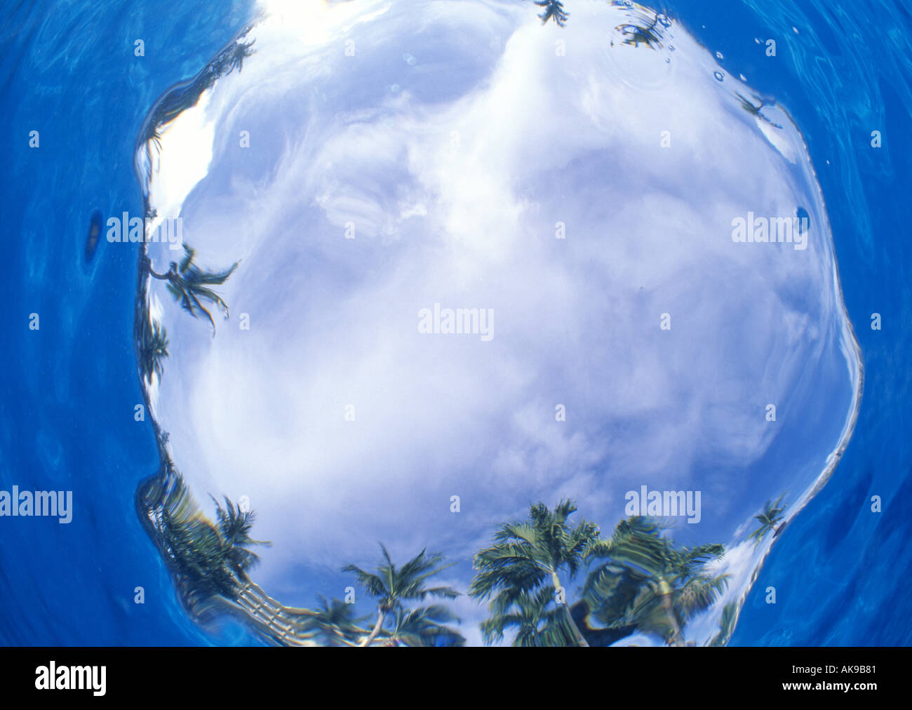 Underwater scene in the palm trees Stock Photo - Alamy