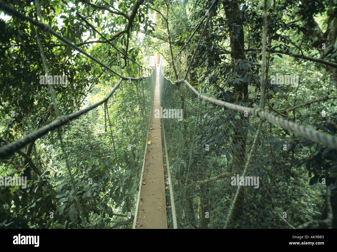Canopy in the rainforest Stock Photo - Alamy