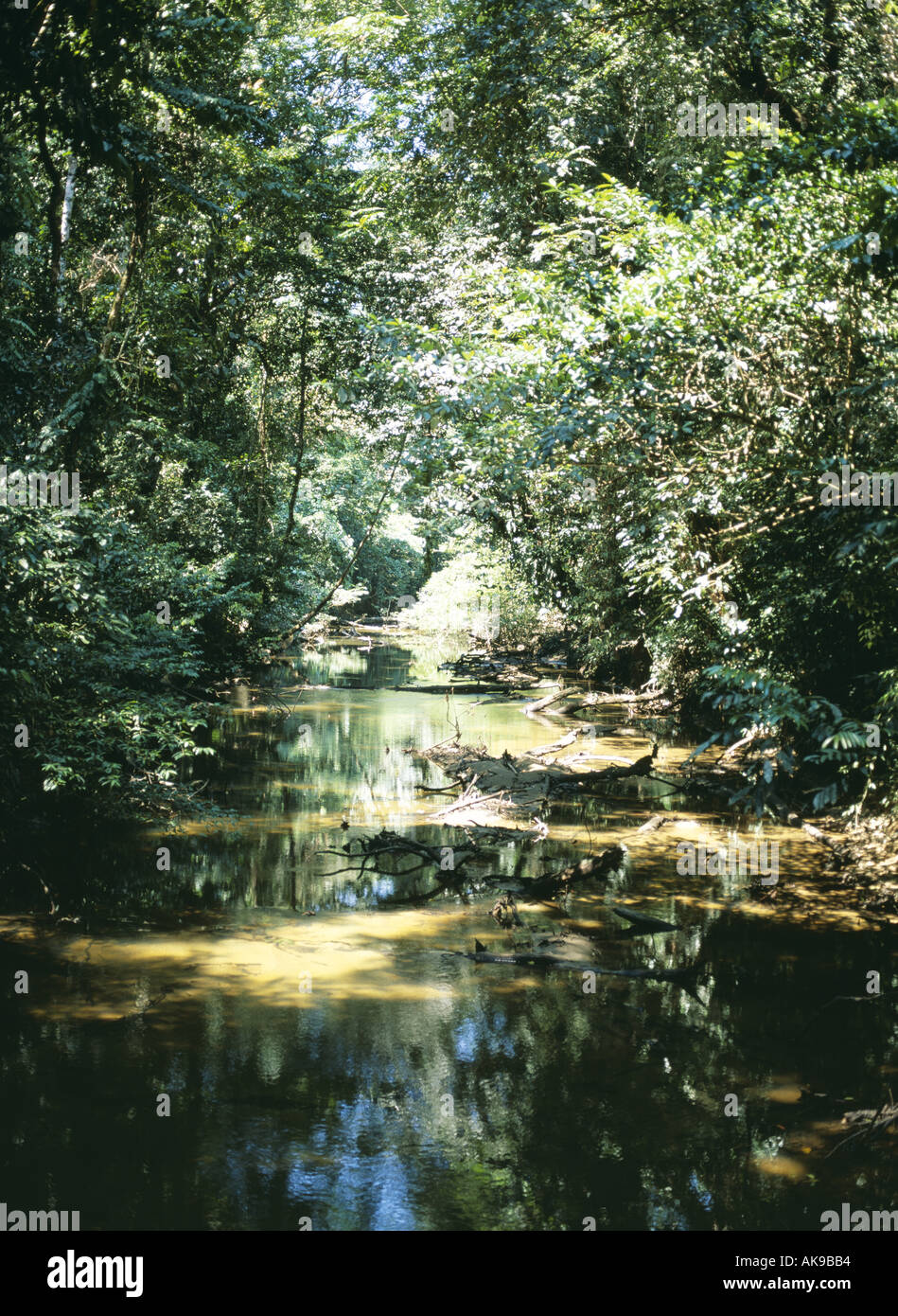 River in the rainforest Stock Photo - Alamy