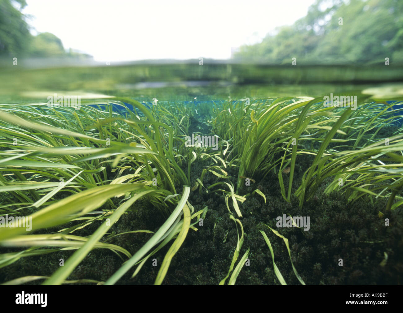 Underwater and grass in the river Stock Photo - Alamy