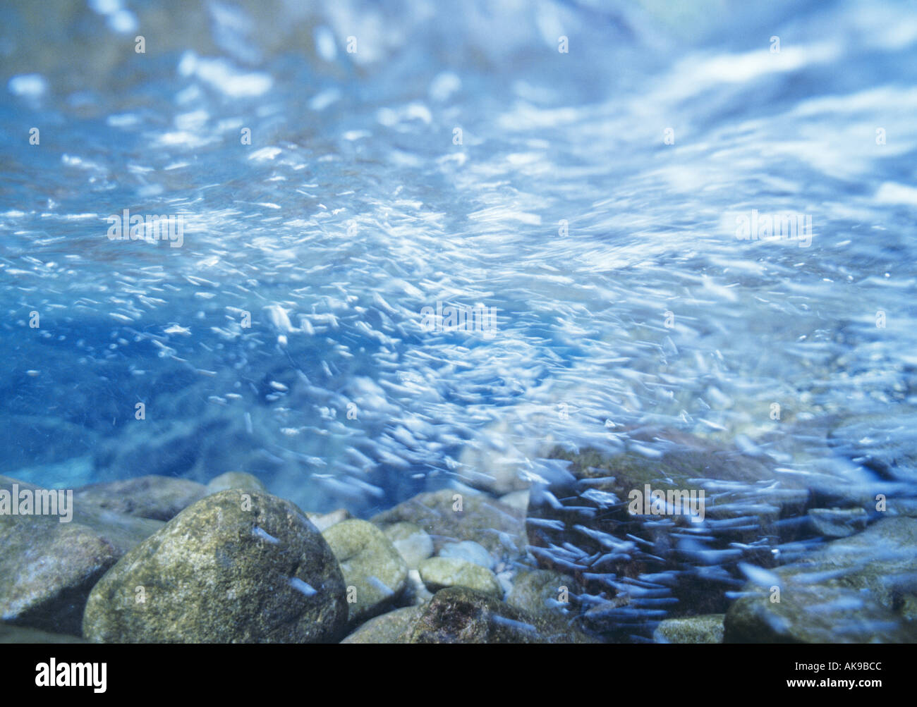 River underwater stream Stock Photo - Alamy
