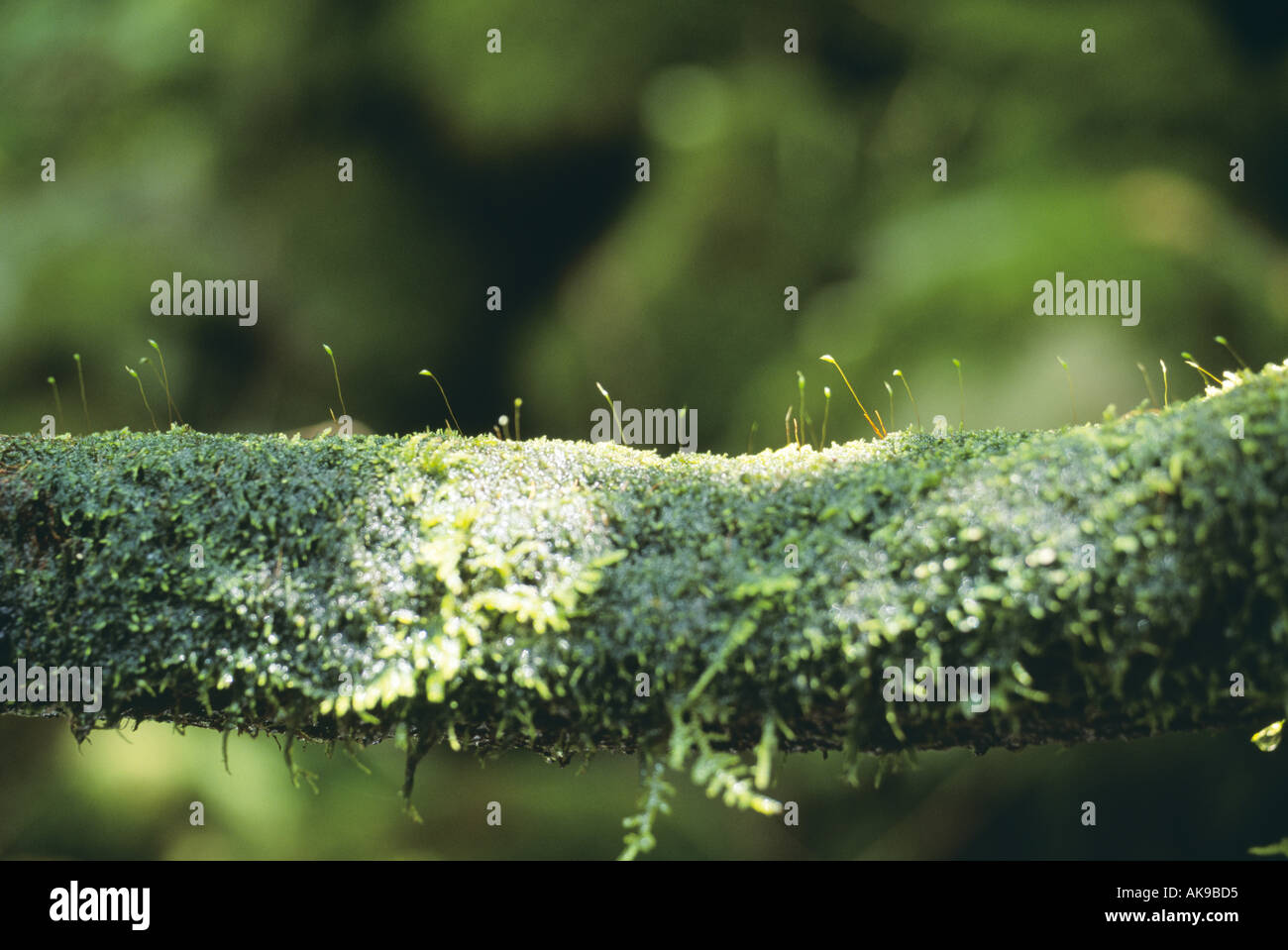 Young trees and new life in the forest Stock Photo - Alamy